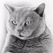 Custom Cat Portrait: Original Graphite Pencil Pet Drawing - Etsy