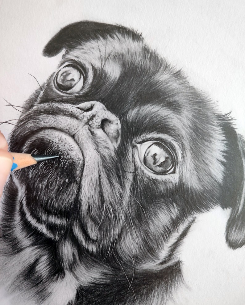 Custom Pet Realistic Portrait Black and White Pug Drawing From Photo ...