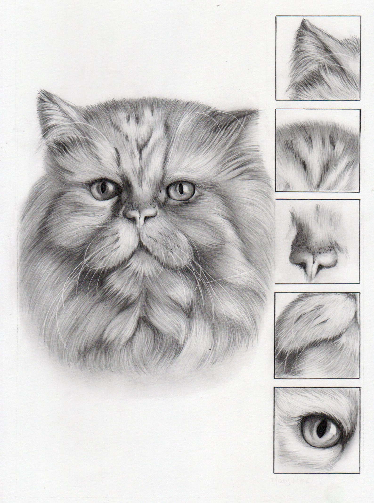 Handmade Pet Portrait, Black and White Pencil on Paper Drawing,persian ...
