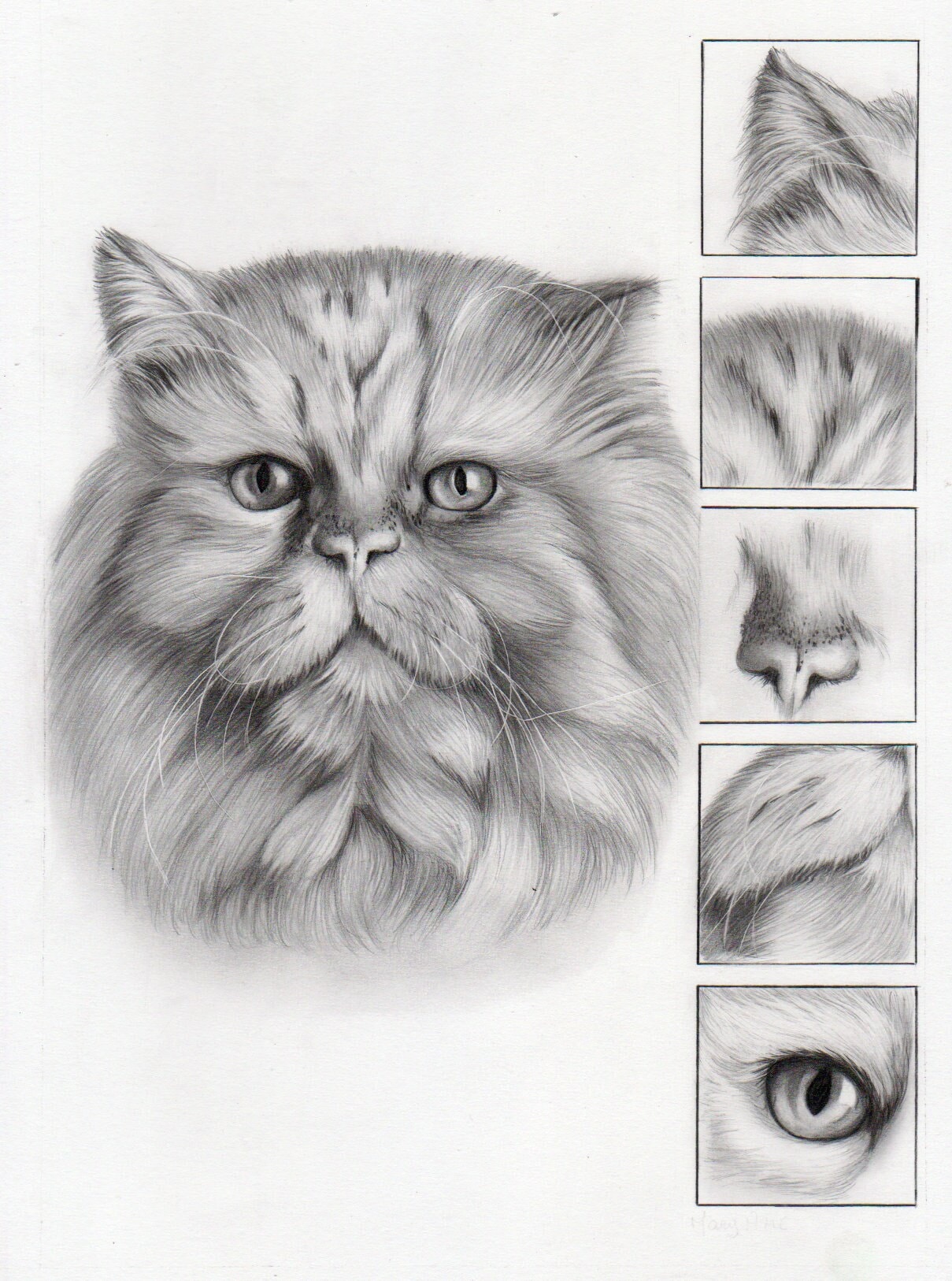 Handmade Pet Portrait, Black and White Pencil on Paper Drawing,persian ...