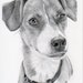 Pet Portrait Custom Black and White Realistic Drawing From Photo ...