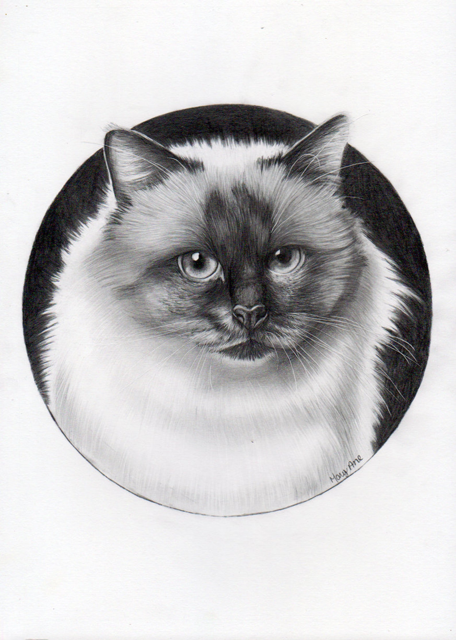 Handmade Pet Portrait, Black and White Pencil on Paper Drawing,persian ...