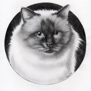 Handmade Pet Portrait, Black and White Pencil on Paper Drawing,persian ...