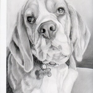 Pet Portrait Custom Black and White Realistic Drawing From Photo ...