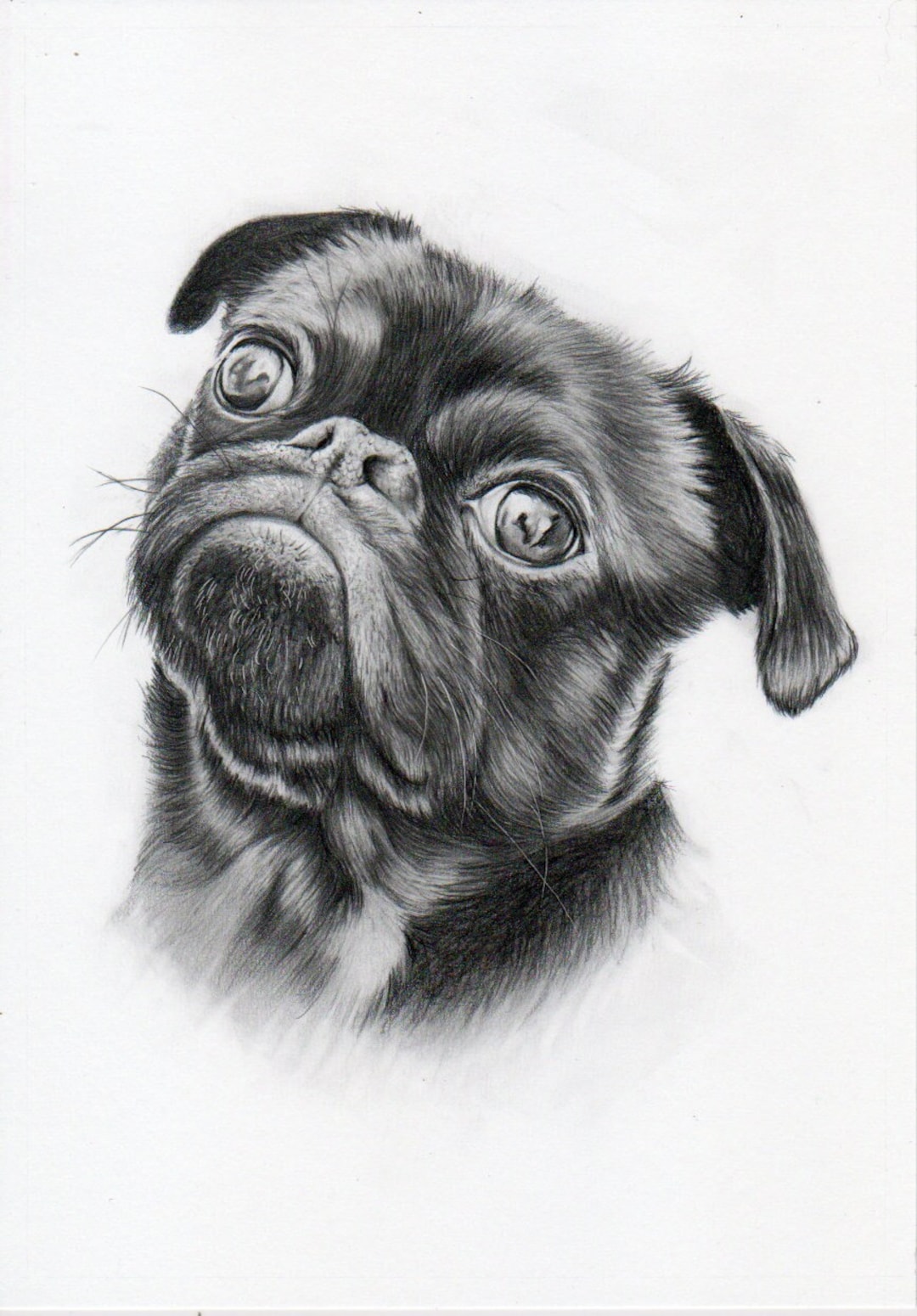 Custom Pet Realistic Portrait Black and White Pug Drawing From Photo ...