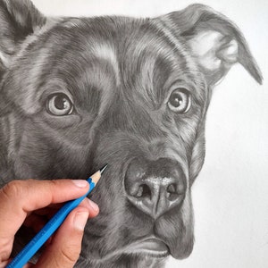 Pet Portrait Custom Black and White Realistic Drawing From Photo ...