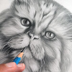 Handmade Graphite Pet Portrait: Realistic Cat Pencil Drawing - Etsy