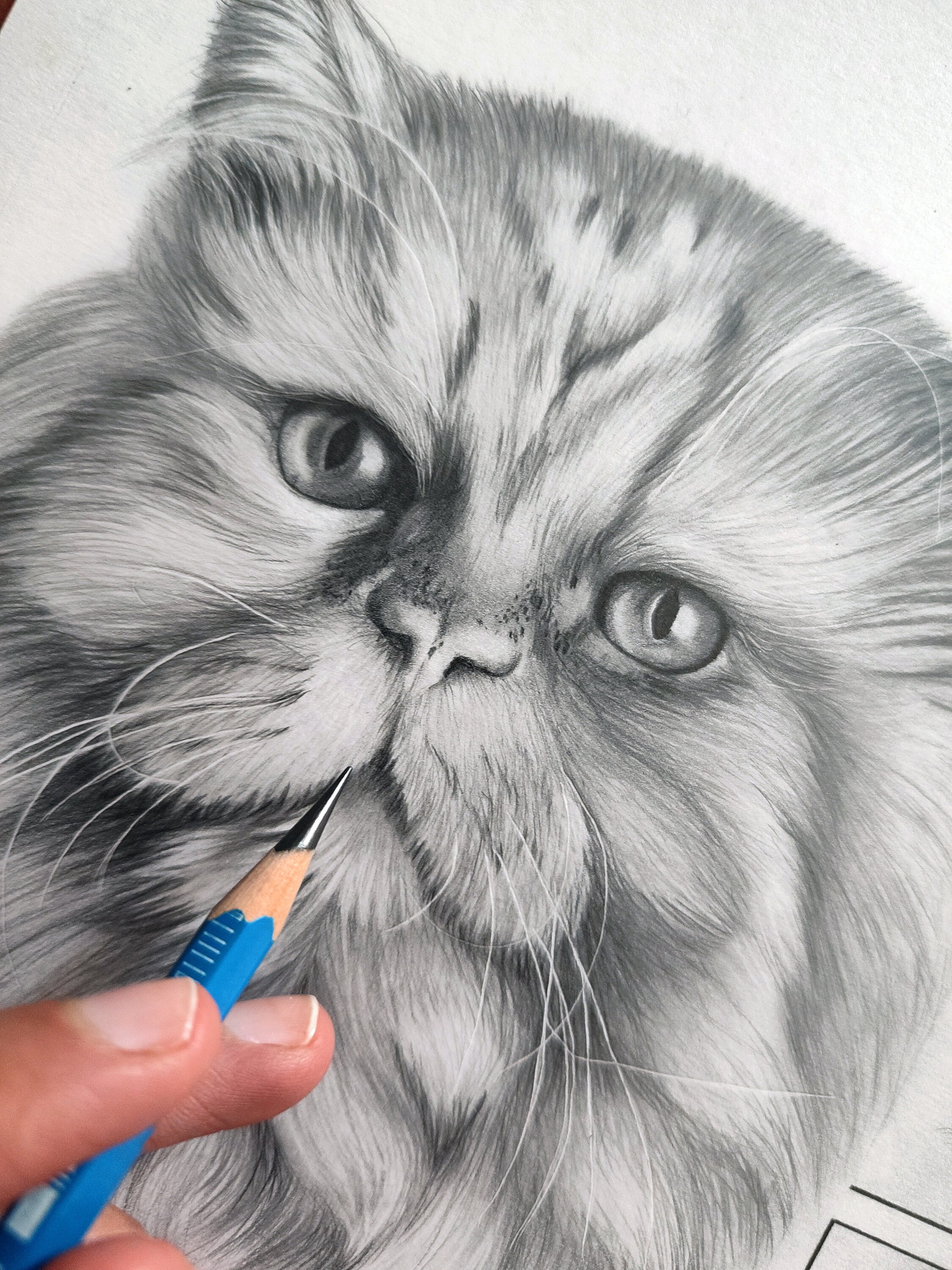 Handmade Pet Portrait, Black and White Pencil on Paper Drawing,persian ...