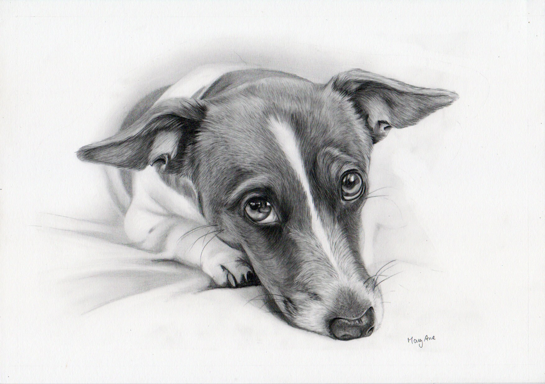 Pet Portrait Custom Black and White Realistic Drawing From Photo ...