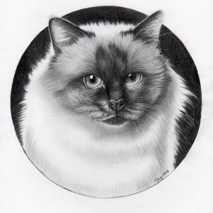 Custom Handmade Cat Portrait From Photo, Traditional Art Commission ...