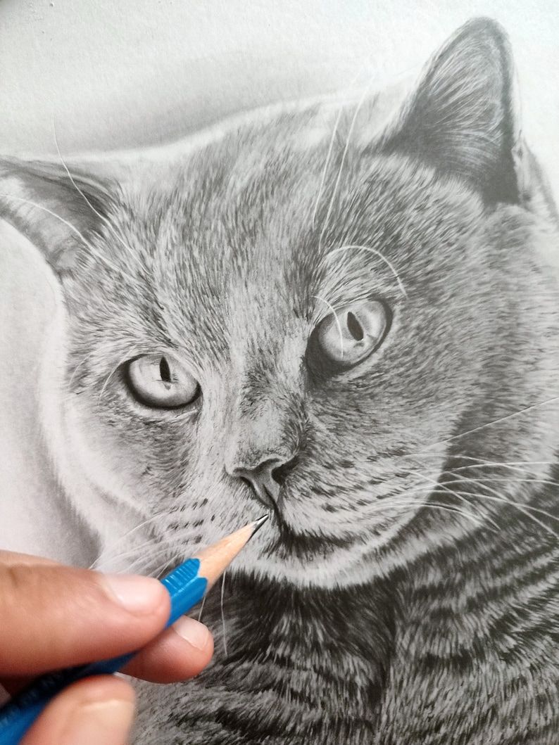 Custom Cat Portrait: Original Graphite Pencil Pet Drawing - Etsy