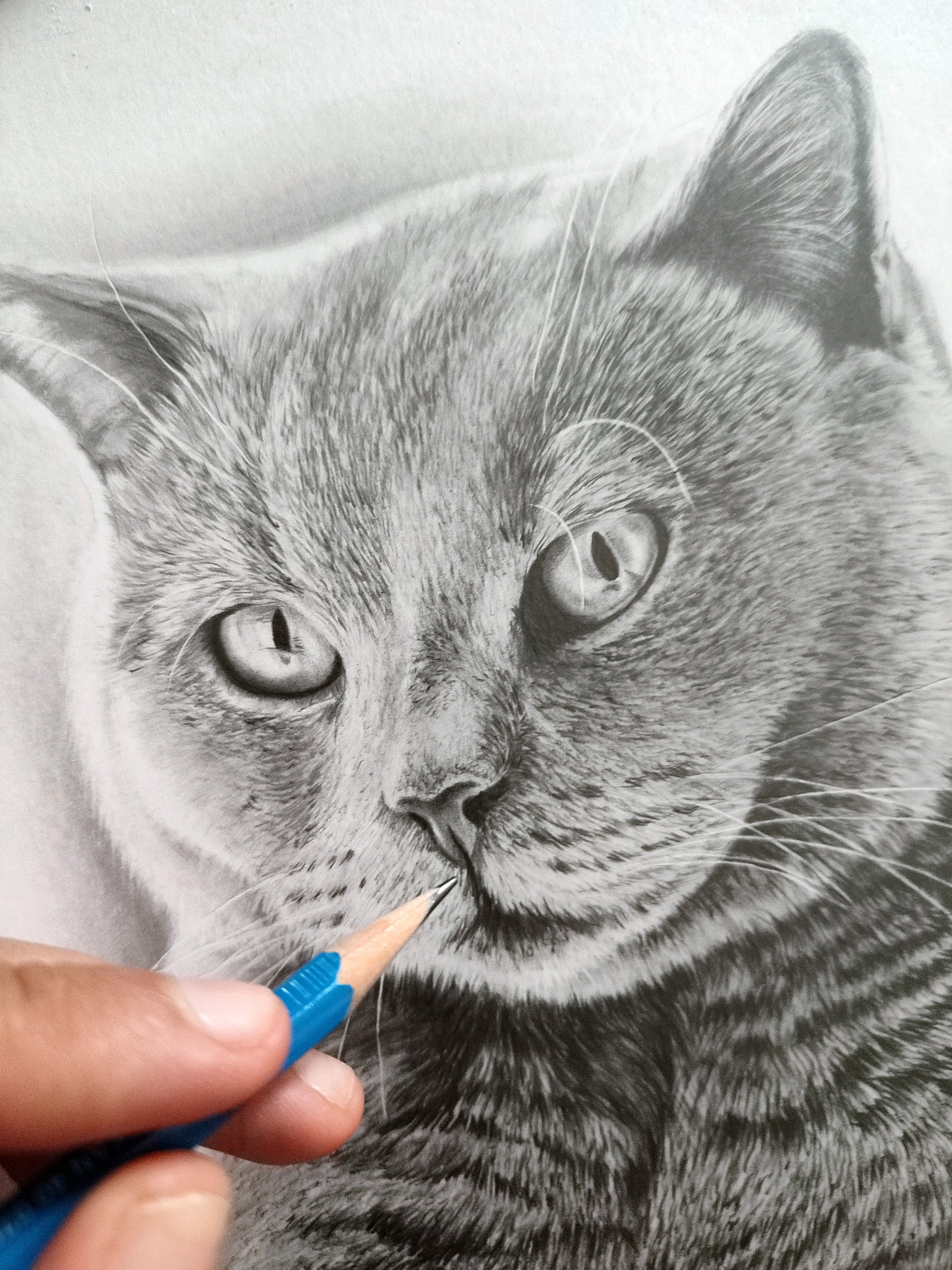 Realistiske Gepardtegninger Gepard, Drawing By Lilla Varhelyi