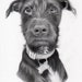 Pet Portrait Custom Black and White Realistic Drawing From Photo ...