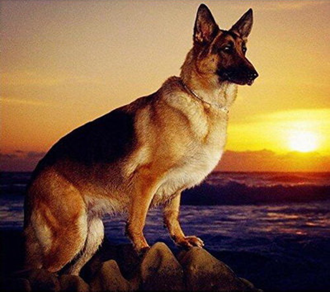 German Shepherd Sunset - Etsy