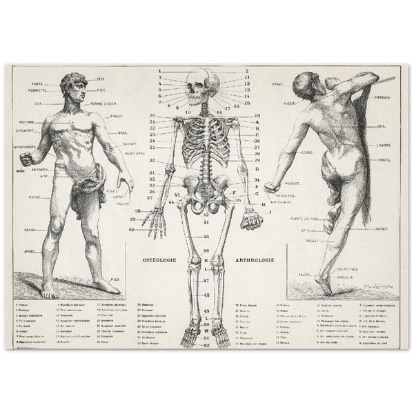 Human Body Poster - Etsy UK