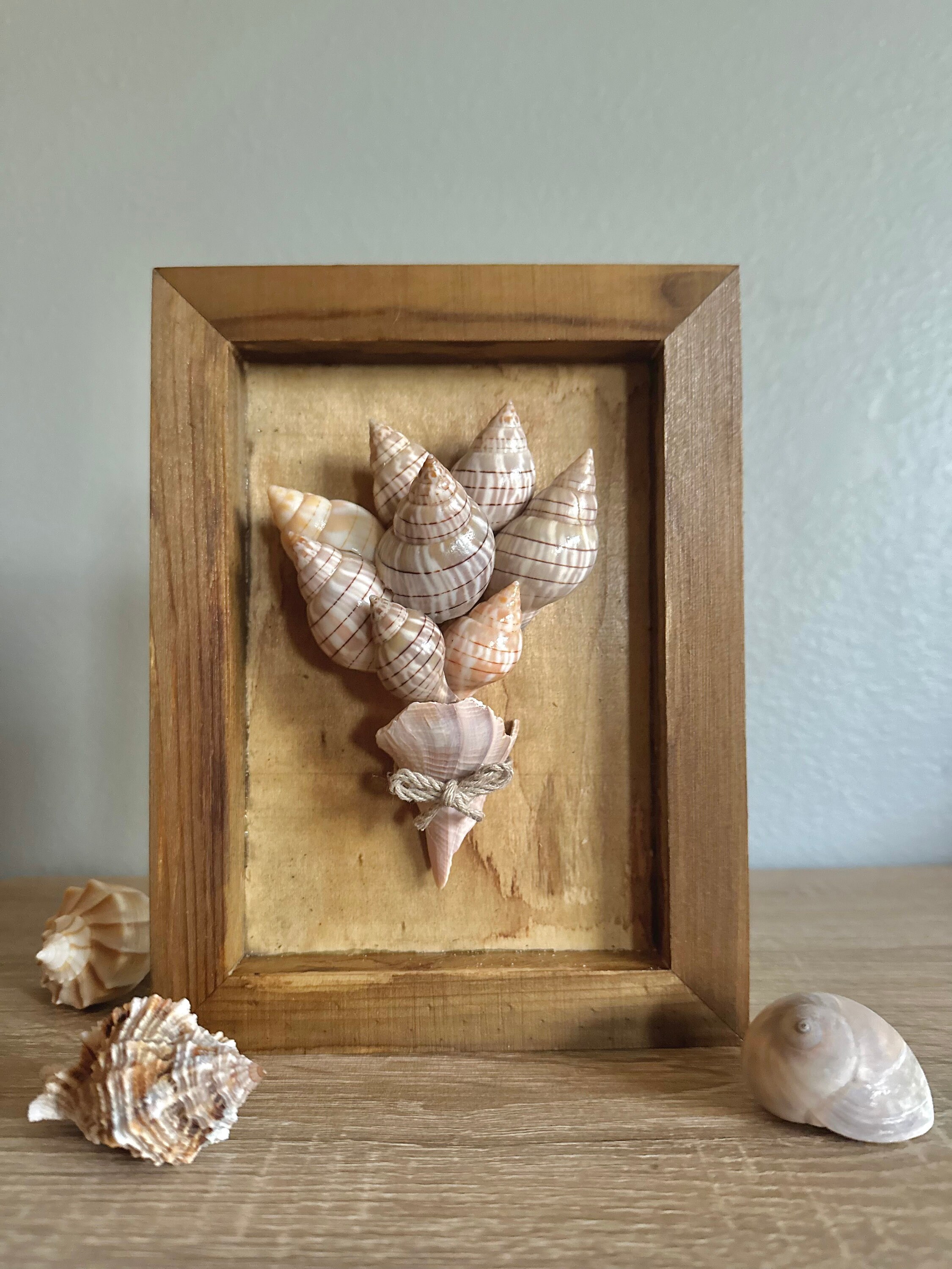 Banded Tulip Seashell Decor Beach Coastal Vibes Handmade - Etsy