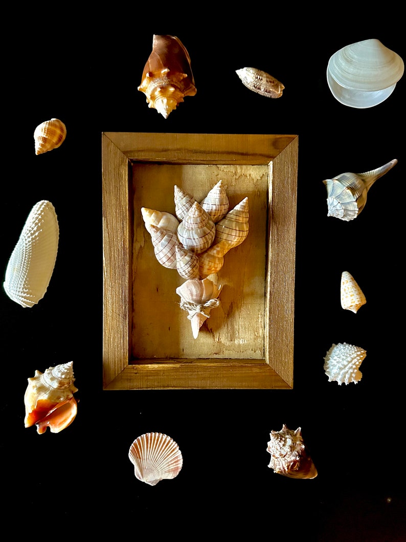 Banded Tulip Seashell Decor Beach Coastal Vibes Handmade One-of-a-kind ...
