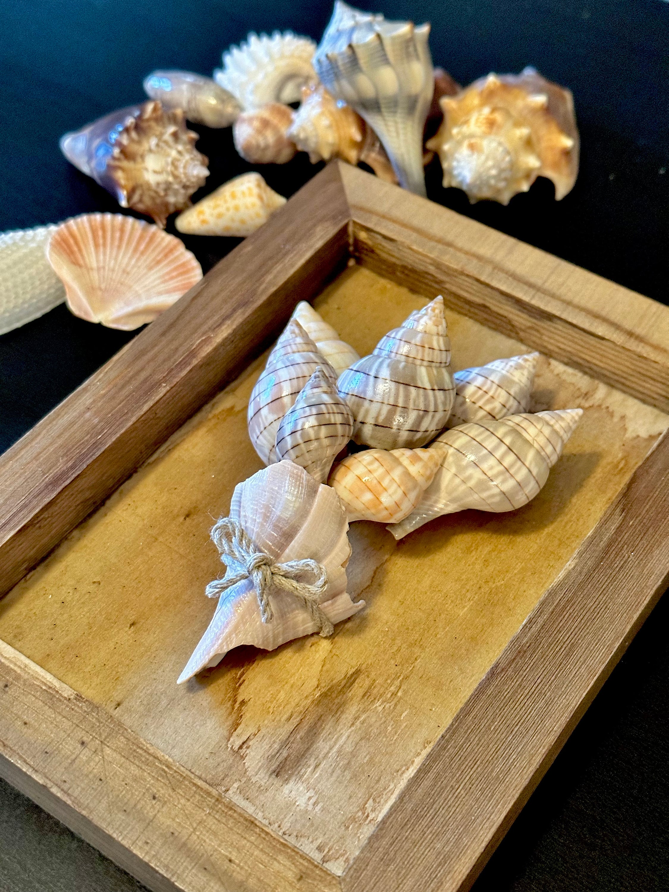 Banded Tulip Seashell Decor Beach Coastal Vibes Handmade - Etsy