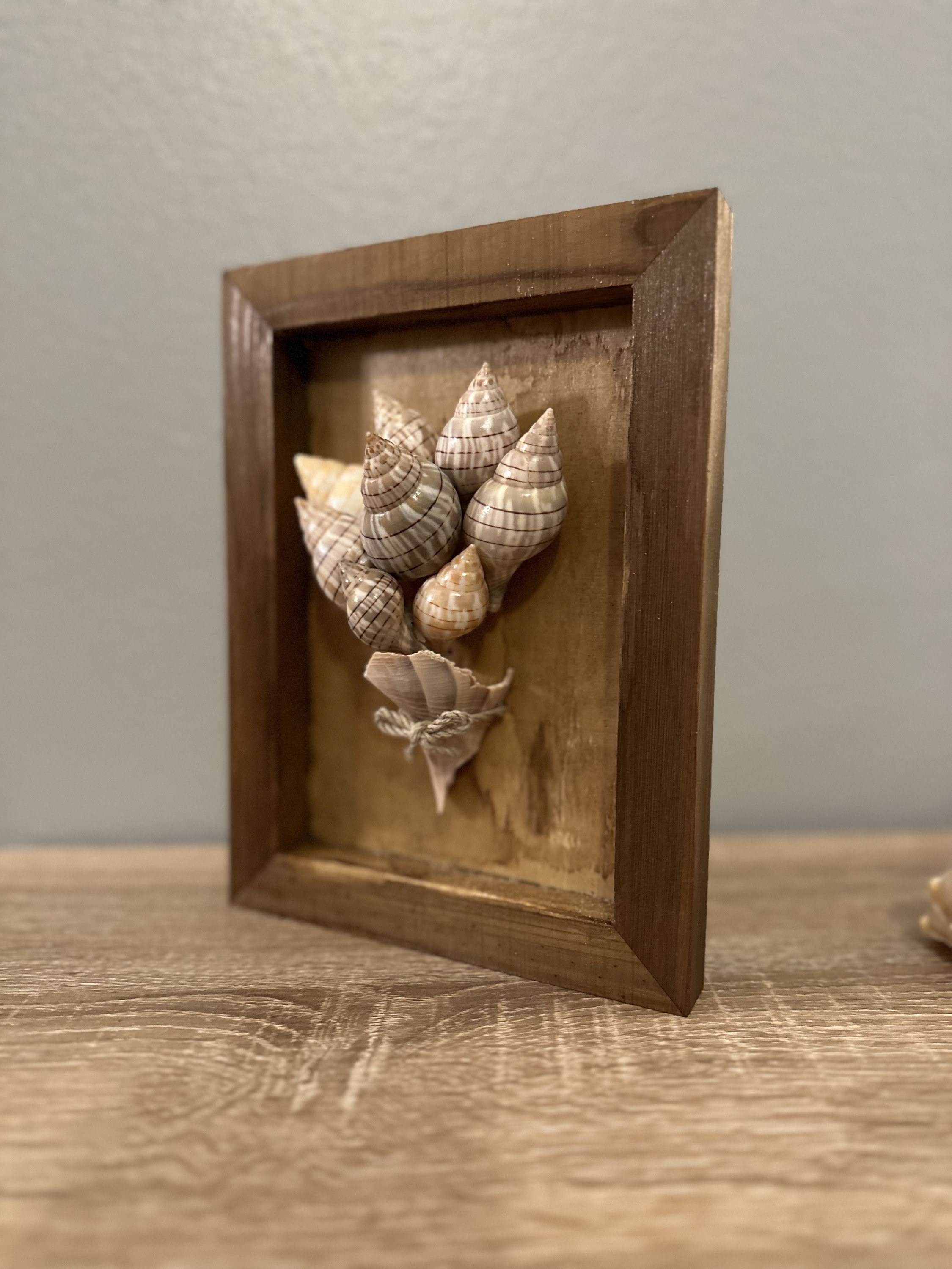 Banded Tulip Seashell Decor Beach Coastal Vibes Handmade One-of-a-kind ...