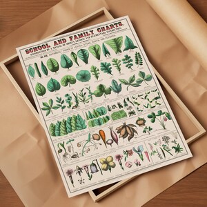 Vintage Botanical Chart Print, Antique School Poster - Etsy