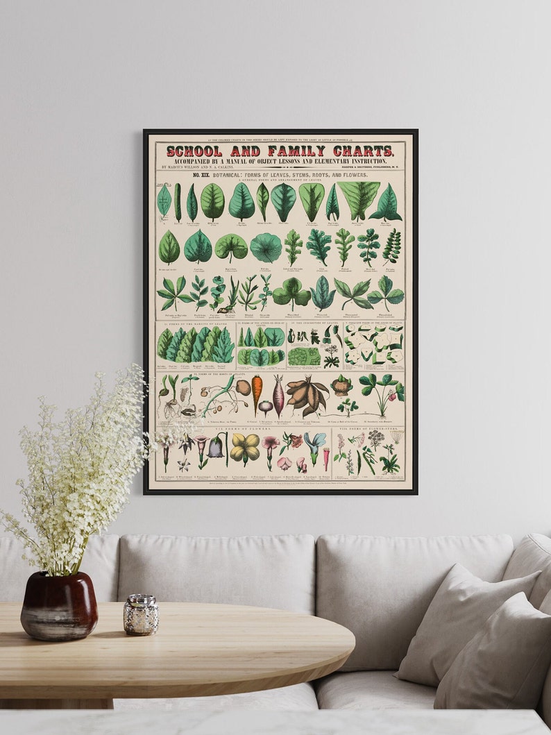Vintage Botanical Chart Print, Antique School Poster - Etsy
