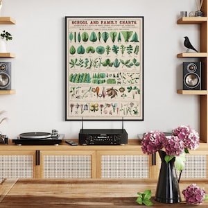 Vintage Botanical Chart Print, Antique School Poster - Etsy