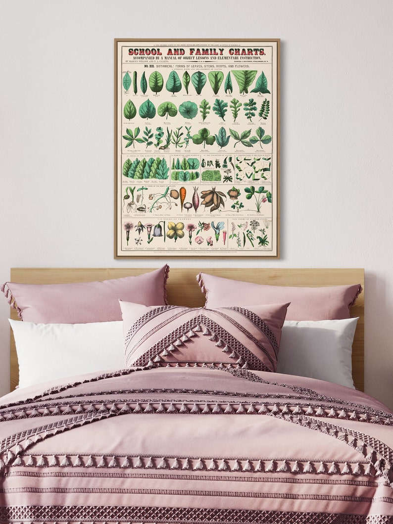 Vintage Botanical Chart Print, Antique School Poster - Etsy
