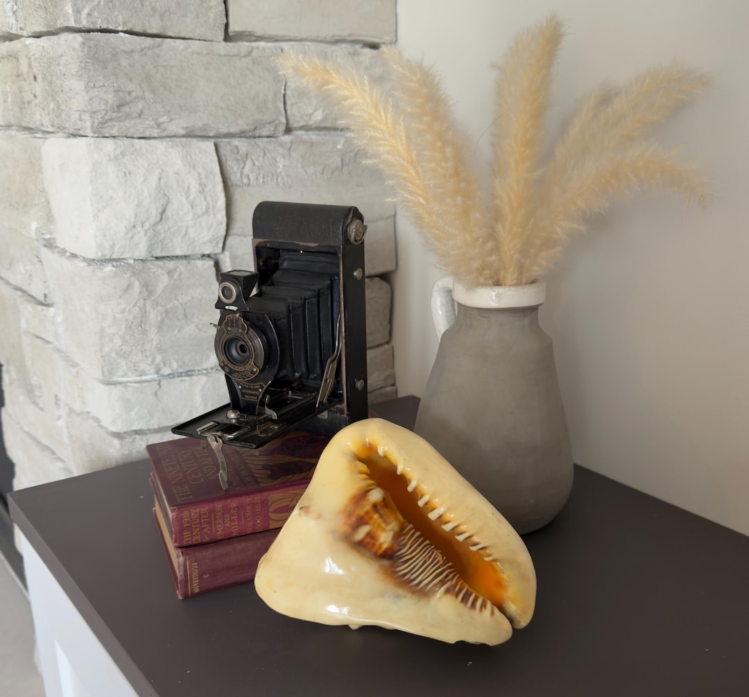 Vintage Helmet Conch Shell, Cassis Cornuta, Tropical Decor (7 Inch) - Etsy