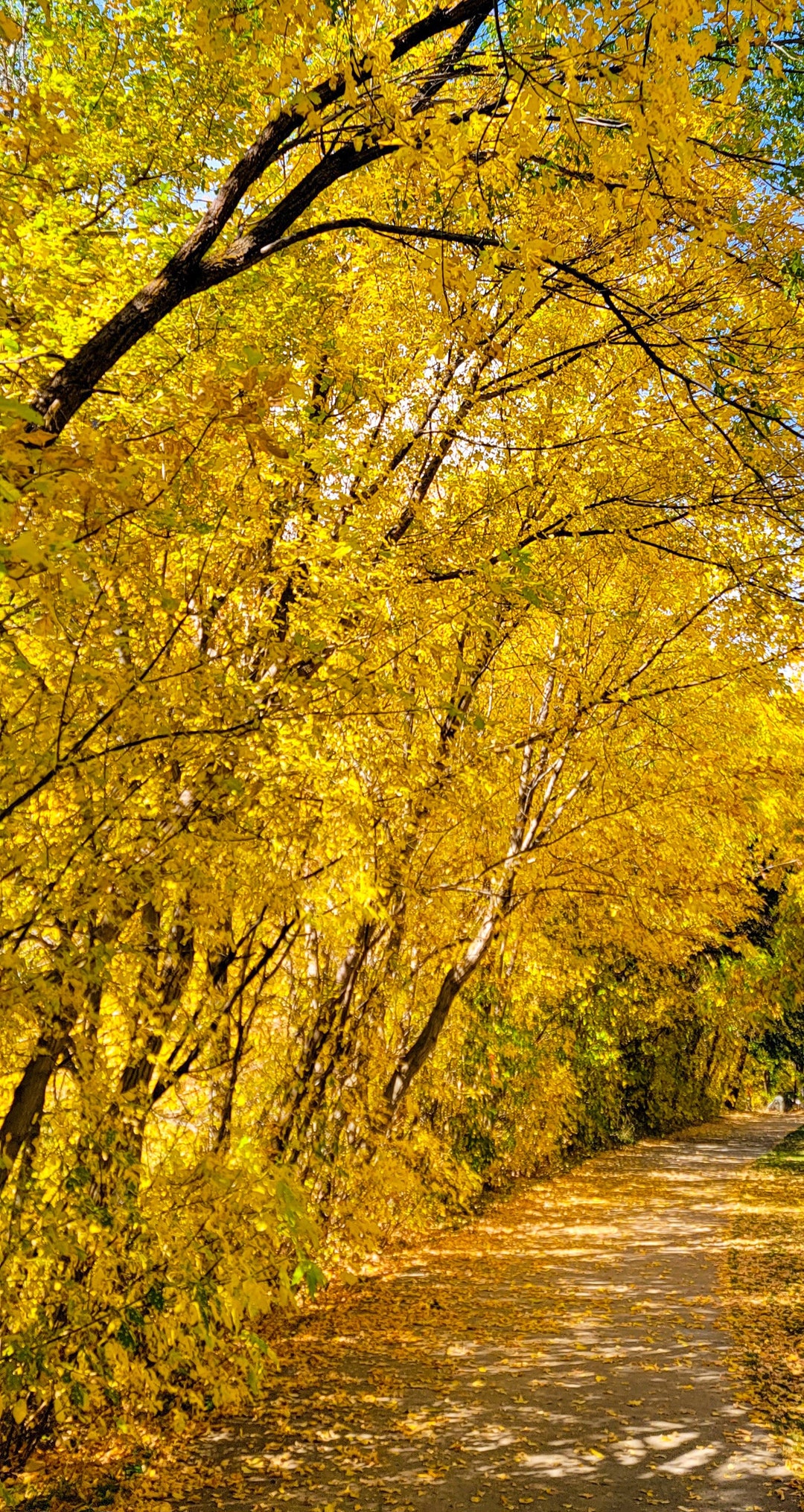 Fall Pathways - Etsy