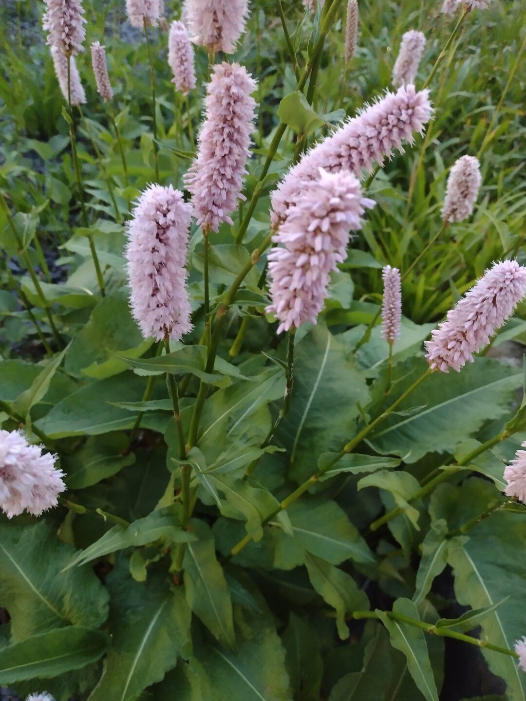 40 Persicaria Bistorta Seeds - Etsy UK