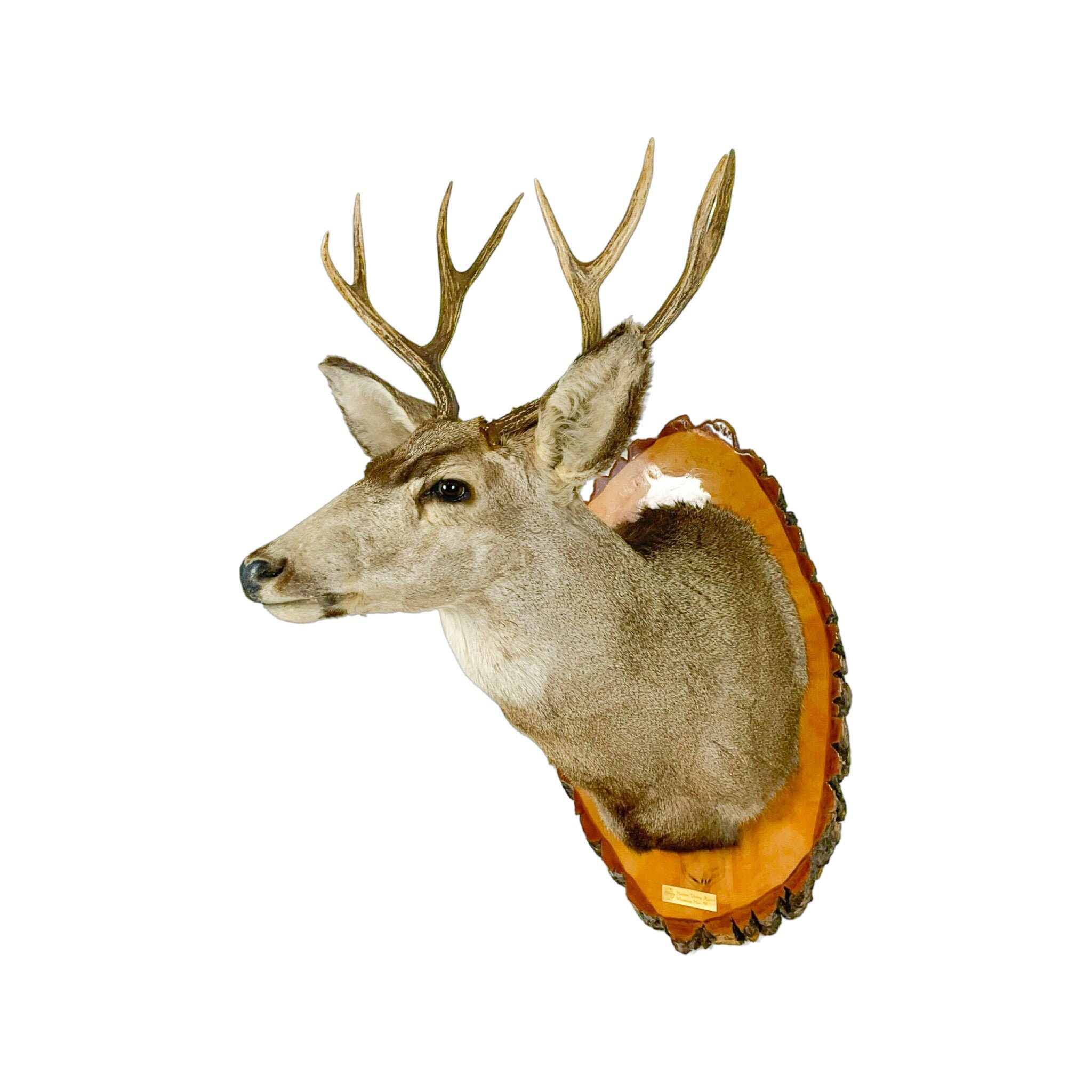 Mule Deer Shoulder Mount Grade Remarkable With Medium Antlers Item ...