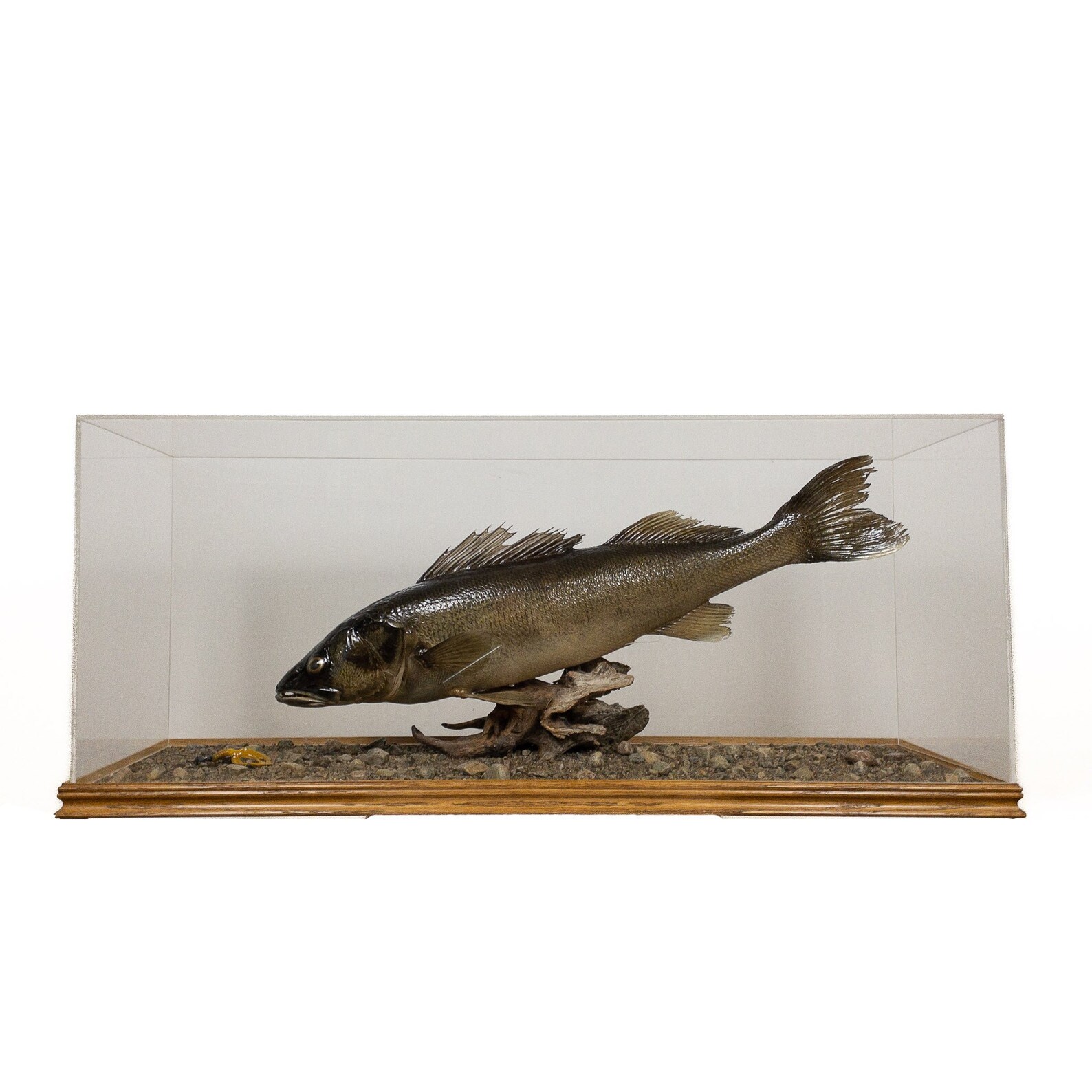 Walleye Fish Mount in Glass Showcase Glass Show Case - Grade ...