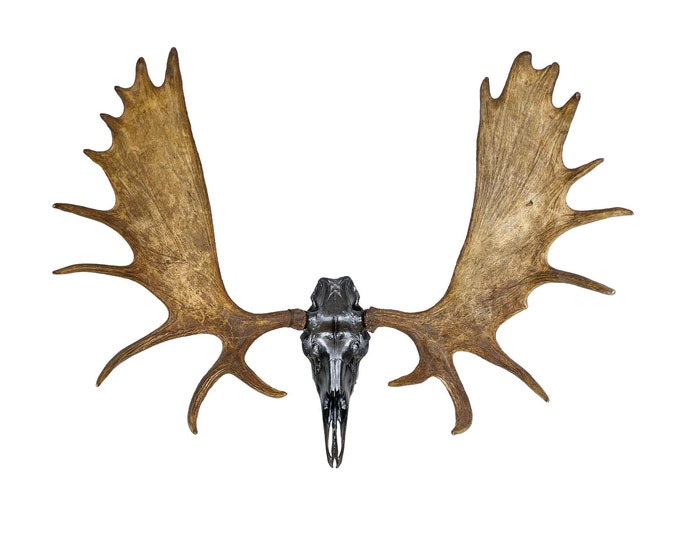 Bull Moose Skull Ethically Foraged and Nature Cleaned - Etsy
