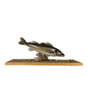 Walleye Fish Mount in Glass Showcase Glass Show Case - Grade ...