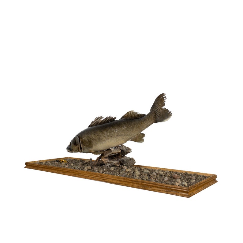 Walleye Fish Mount in Glass Showcase Glass Show Case - Grade ...