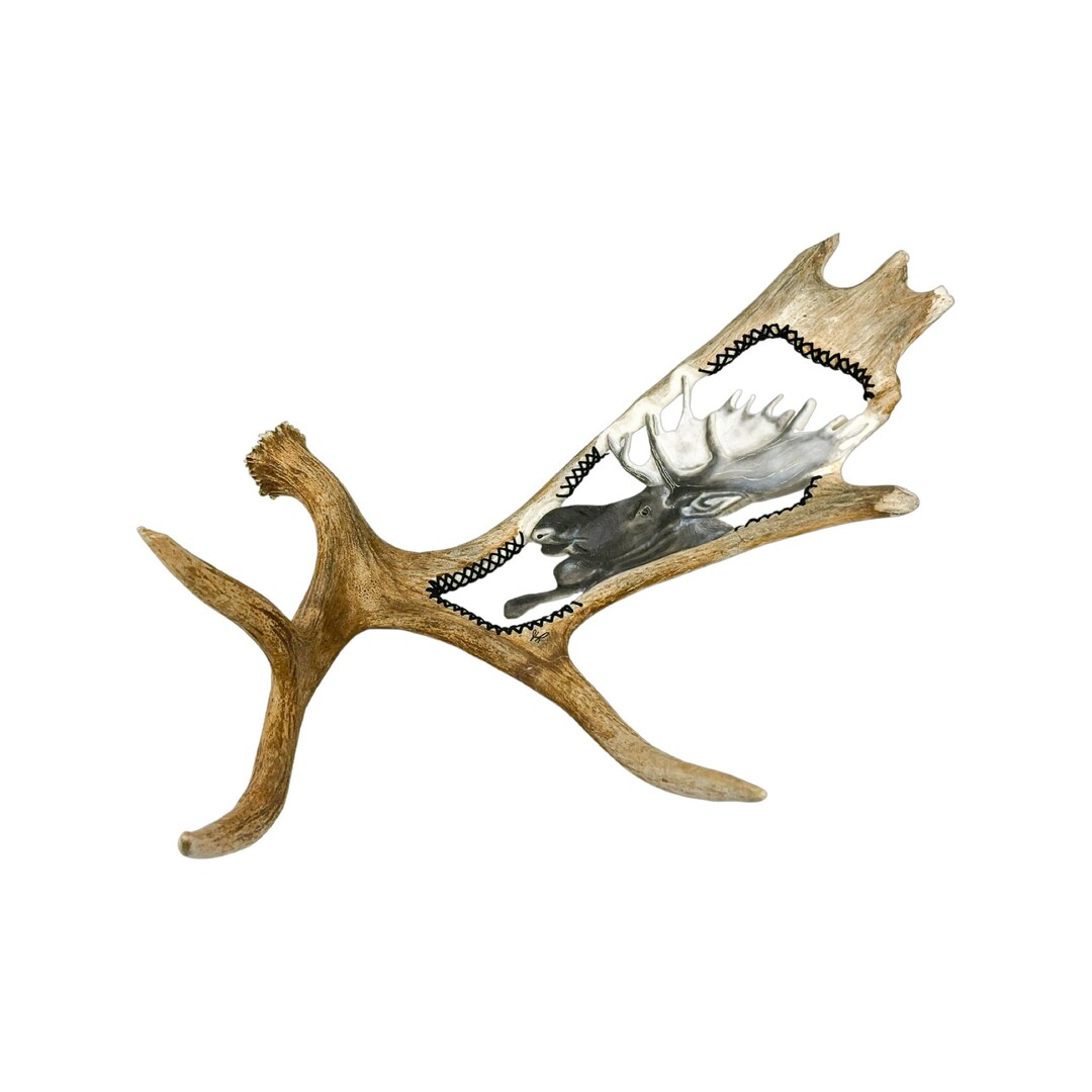 Moose Engraved Antler Taxidermy Wall Decor - Item #: A1039 - Etsy