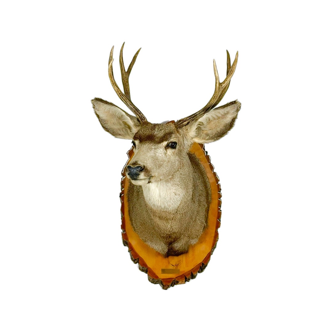 Mule Deer Shoulder Mount Grade Remarkable With Medium Antlers Item ...