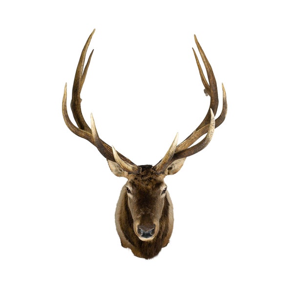 Elk Mount - Etsy