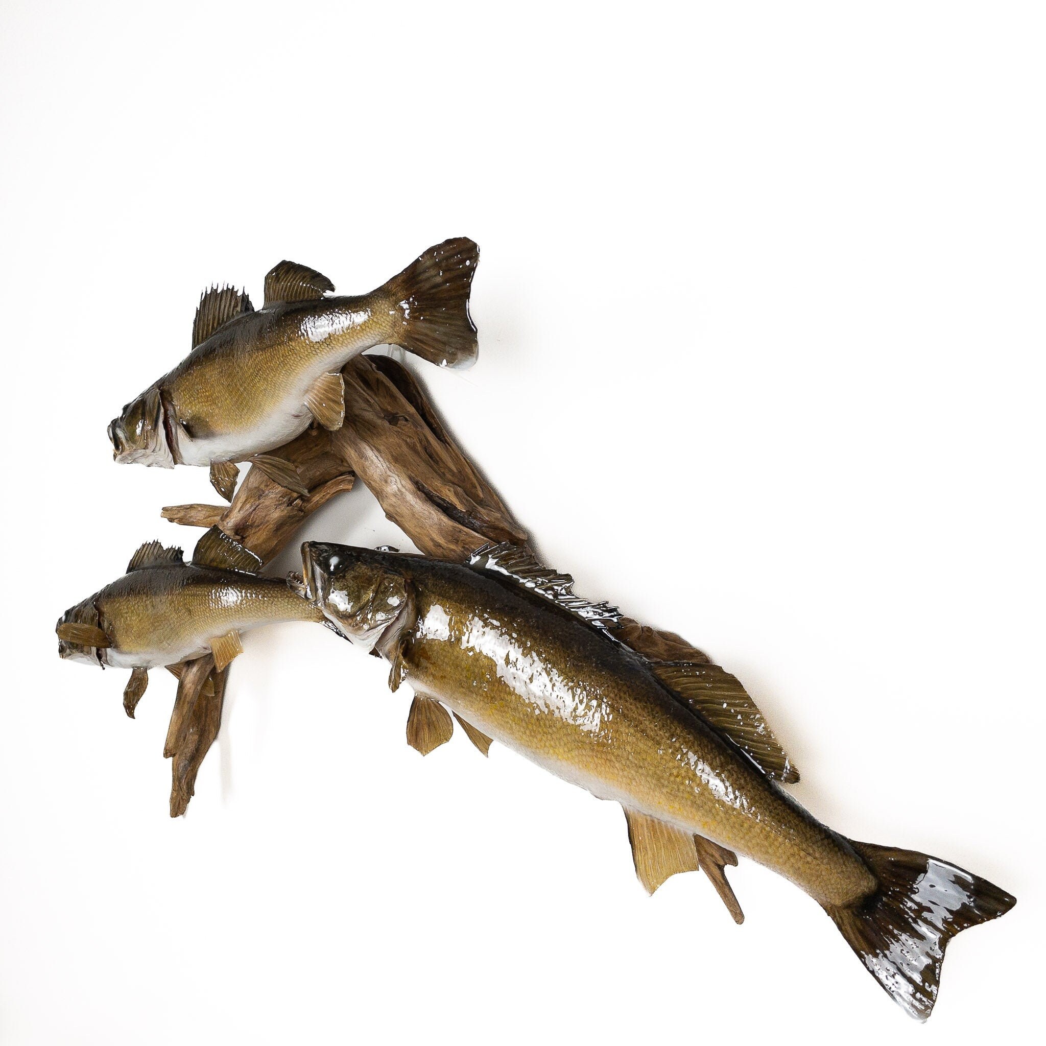 3 Walleye Fish Mount Grade: Remarkable Item 1206 - Etsy