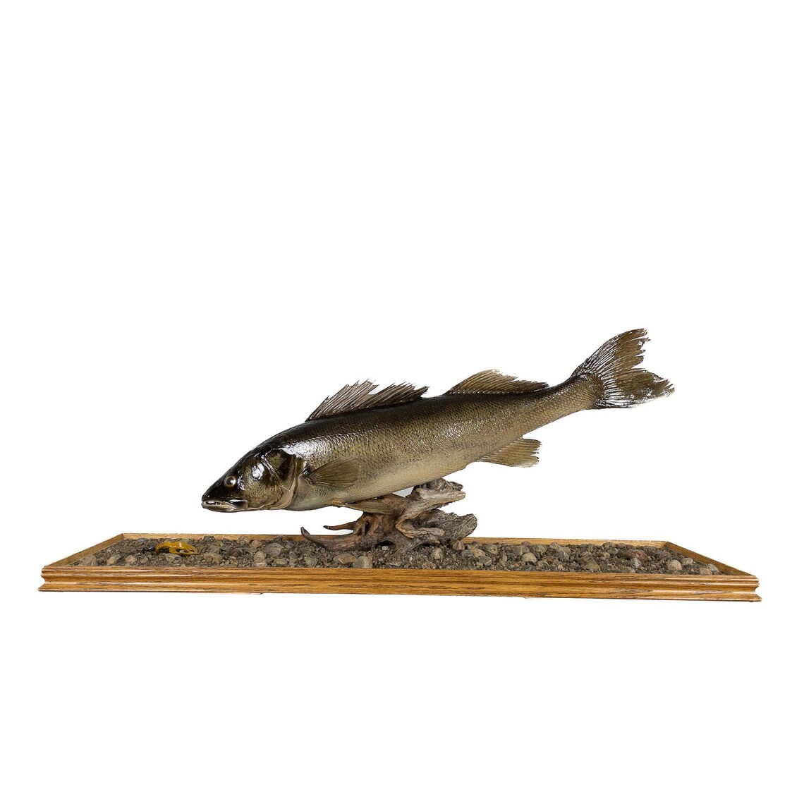 Walleye Fish Mount in Glass Showcase Glass Show Case - Grade ...