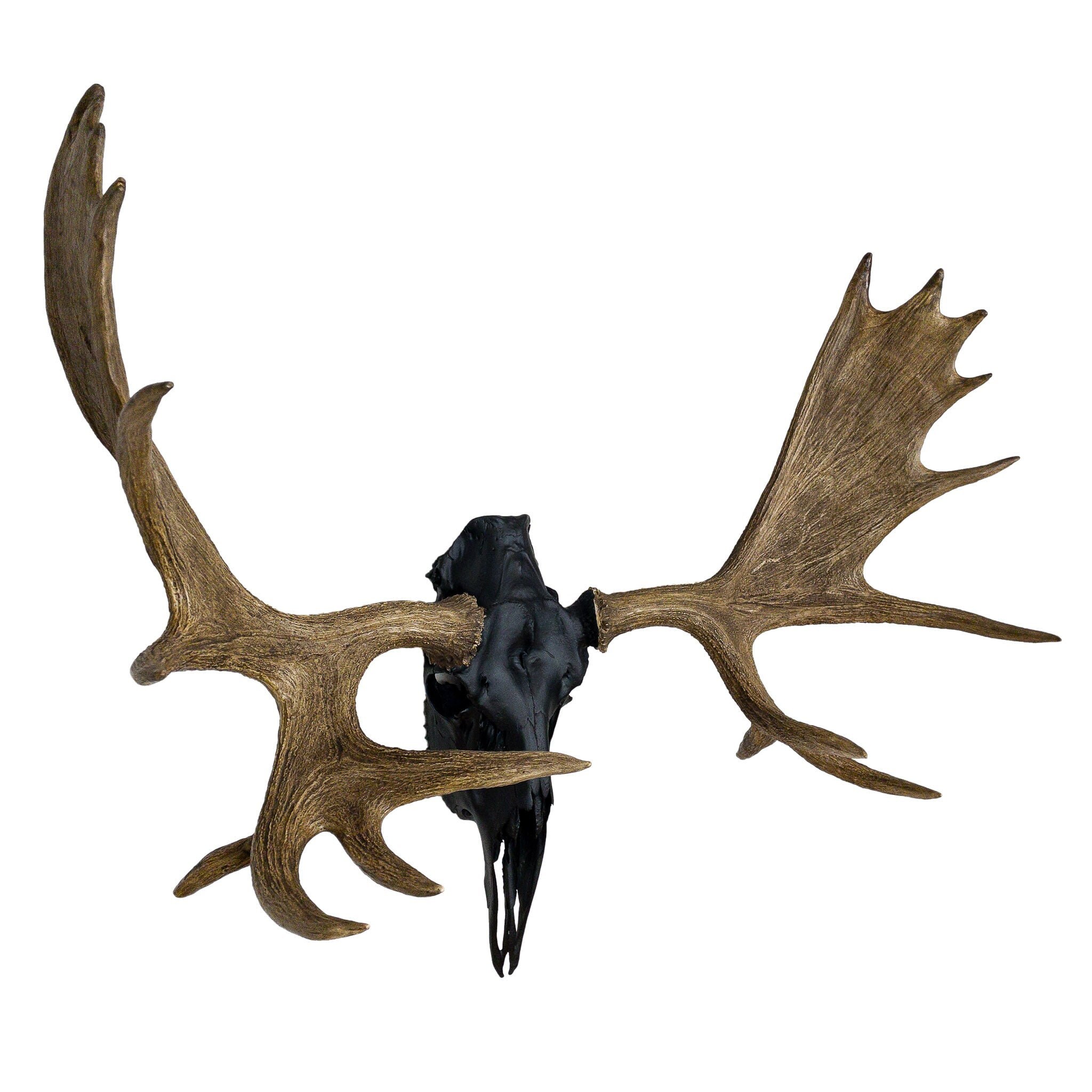 Moose European Skull Grade Remarkable With Xx Large Antlers Item : 1127 ...