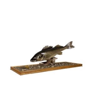 Walleye Fish Mount in Glass Showcase Glass Show Case - Grade ...