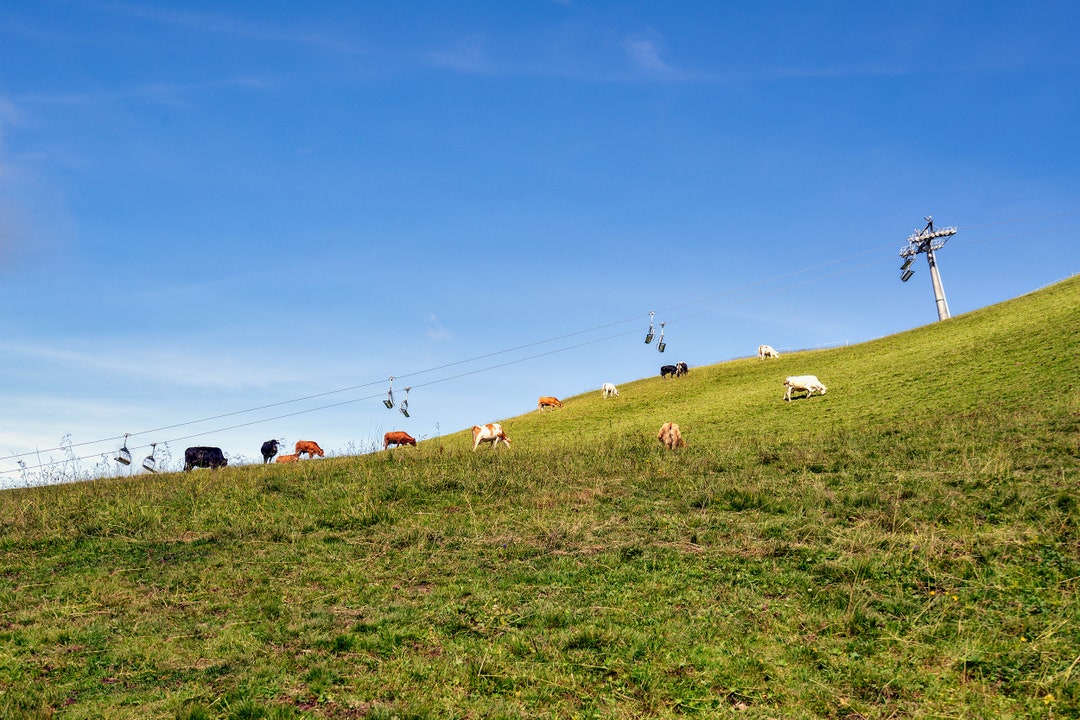 Cows in Field on Ski Slope. Landscape Photography in Champery - Etsy
