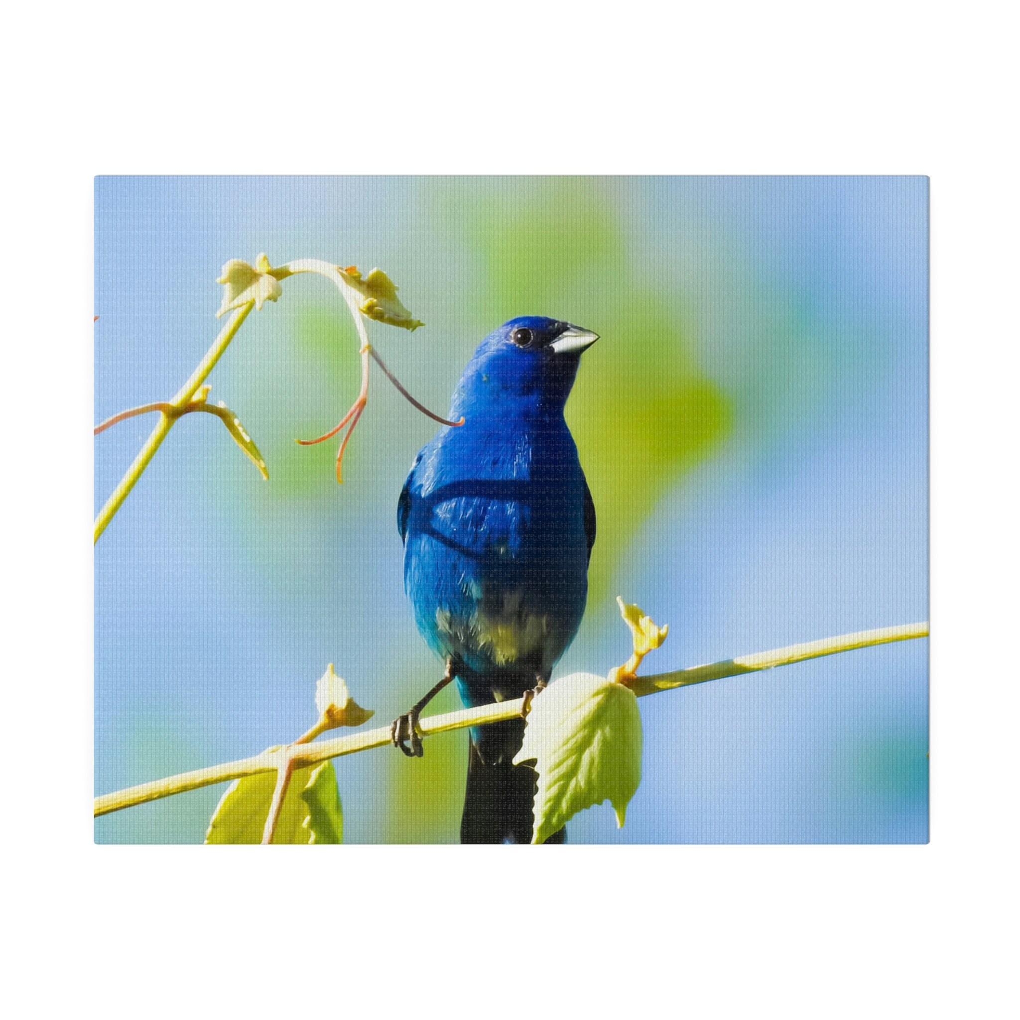 Wall Art, Bird, Indigo Bunting - Original Bird, Nature, Art Photograph ...