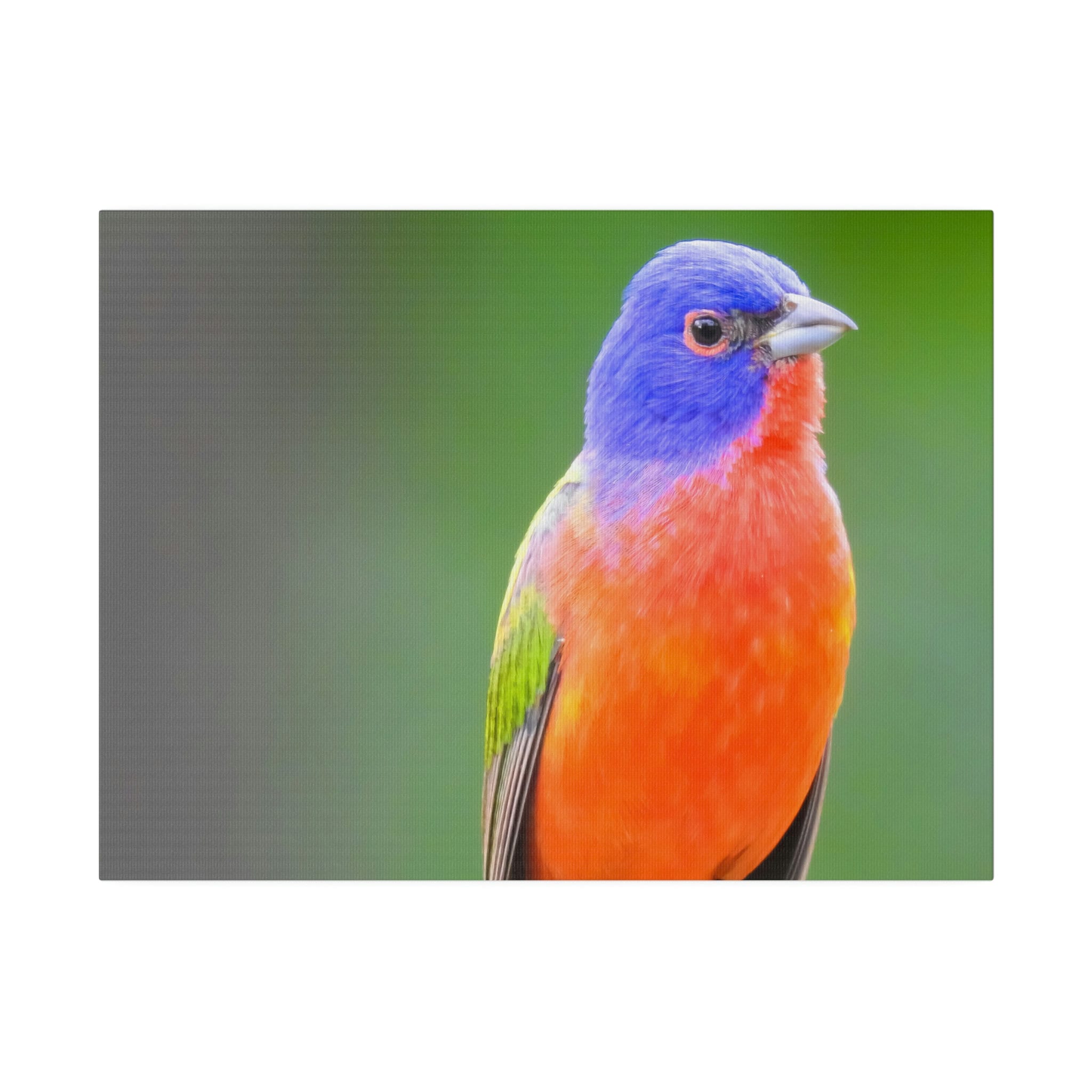 Wall Art, Male Painted Bunting Bird, Nature, Wildlife, Art From My ...