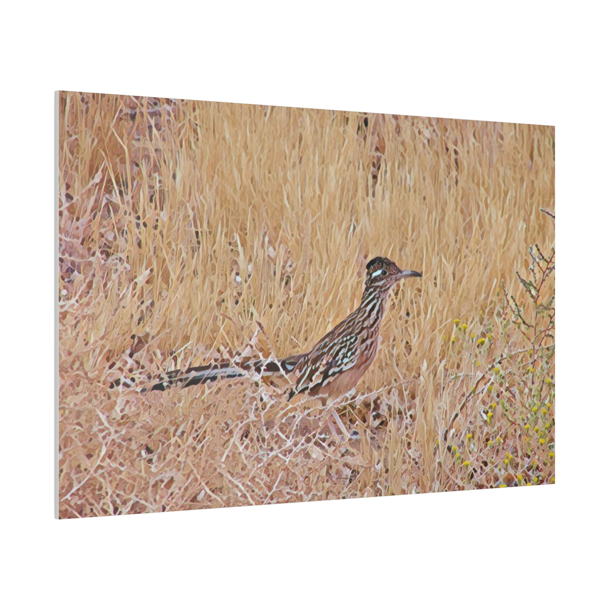 Wall Art, Roadrunner, Bird Art Print, Desert, Birders, Nature, Widllife ...