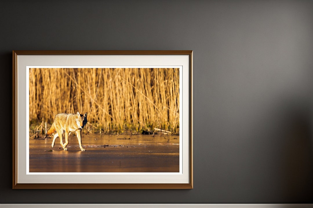 Eastern Coyote Photo Print, 12x8, Art Print, Canadian Wildlife ...