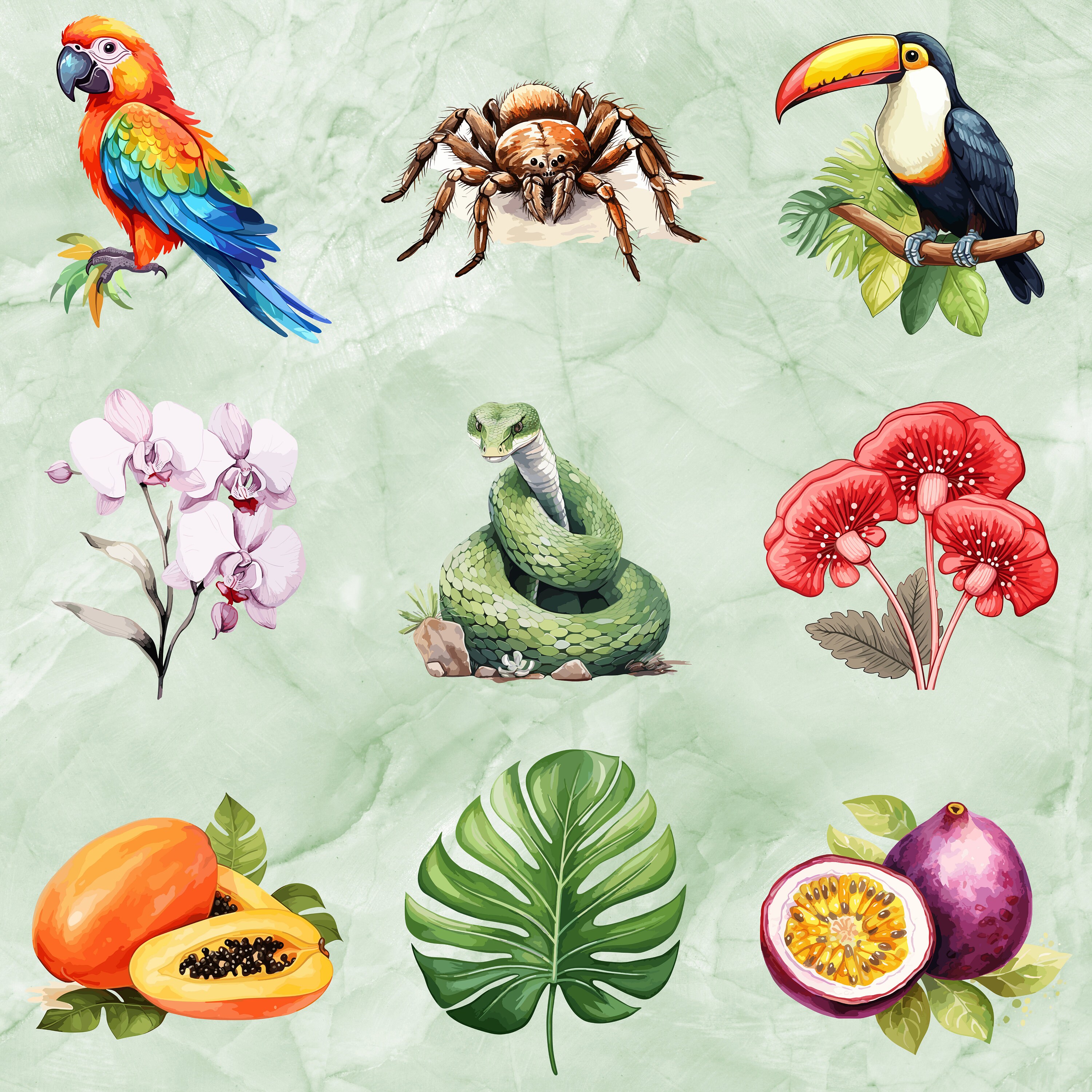 Watercolor Jungle Clipart Jungle Animals PNG Safari SVG - Etsy