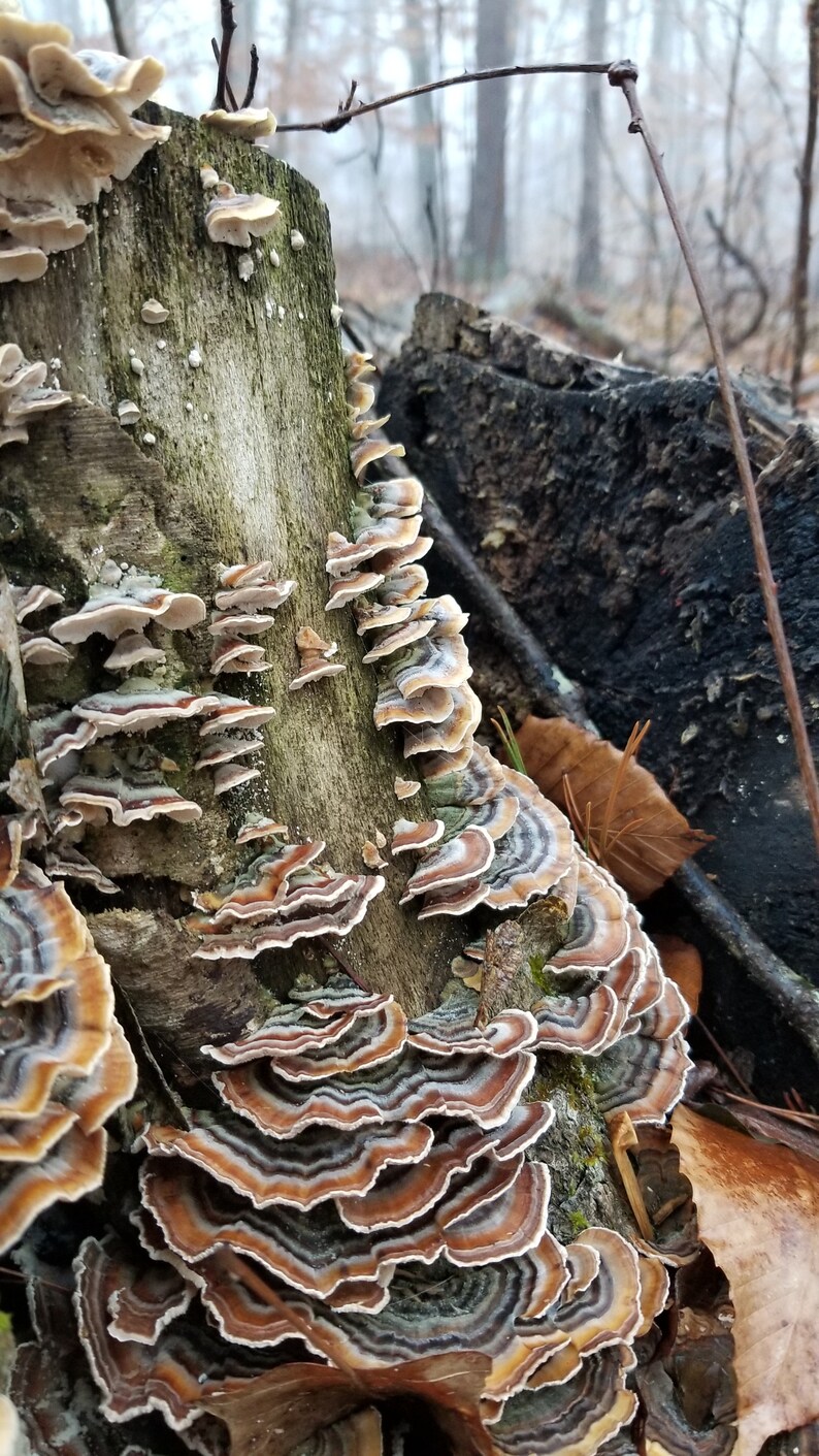Turkey Tail Mushroom trametes Versicolor, Dried, Coarse Grind ...