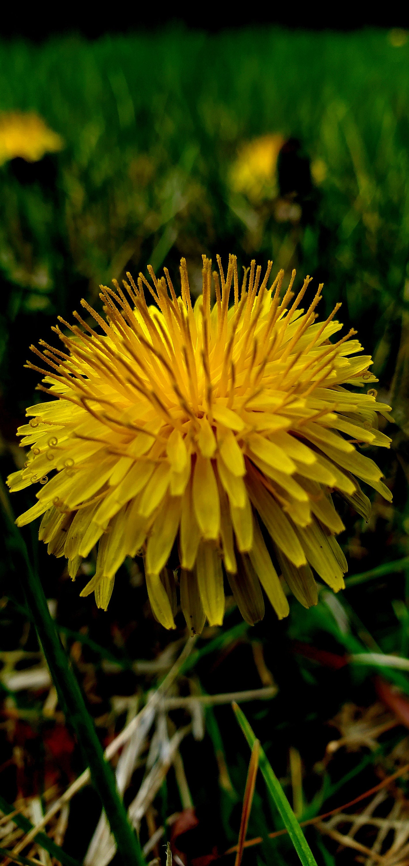 Dandelion Flower (taraxacum Officinale), Dried, Ethically Wild ...